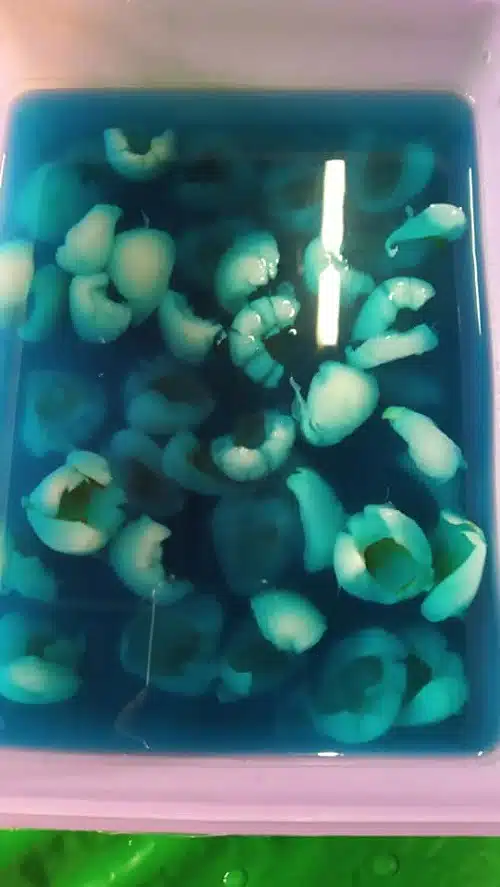 Resepi Puding Mabul Ocean Blue • Resepi Bonda